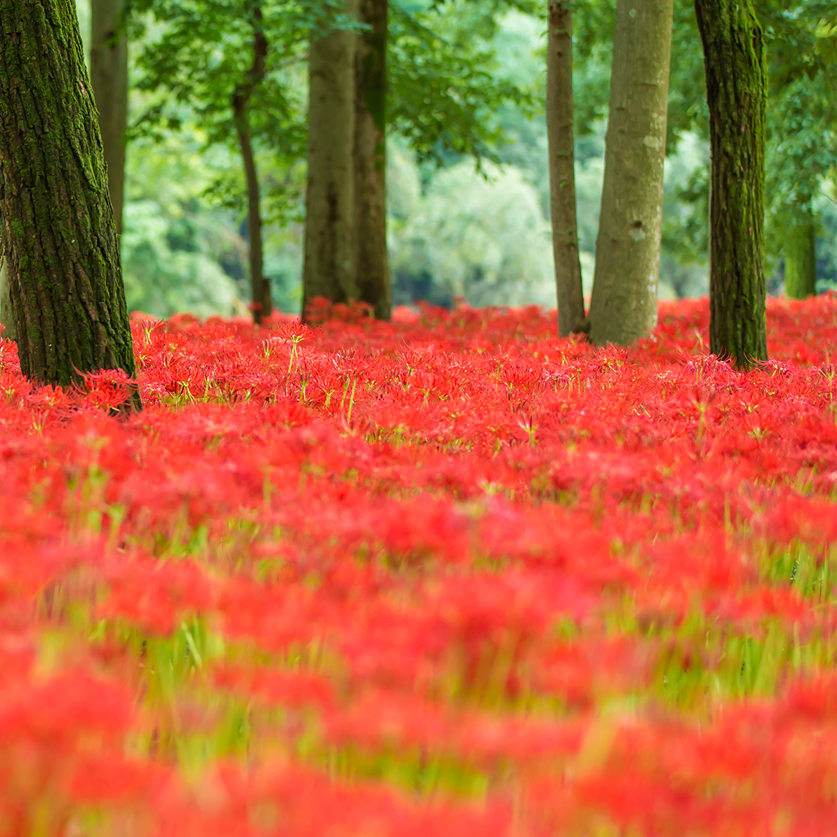 All Aboard: Day Trips from Tokyo by Train with a SEIBU Pass | SEIBU ...